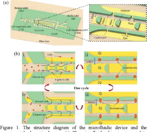 Figure 1 From An Automated Scheme For Dielectrophoretic Cell Stretching Manipulation Semantic