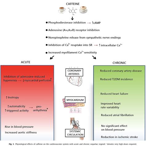 Trait Caffeine Metabolism And Heart Health Fitnessgenes®
