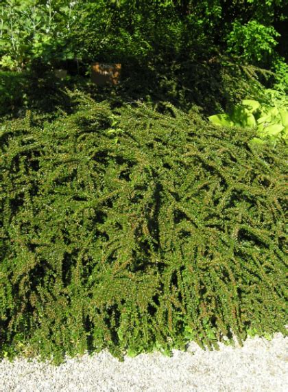 Купить саженцы Кизильник горизонтальный 🌱, доставка СПб/Ленобласть ...