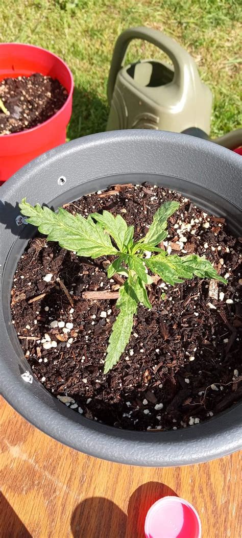 Wondering Why My Lil Guy Looks Like This R Trees