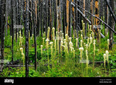 Re Growth Of A Grouping Of Bear Grass Xerophyllum Tenax In A Lush Green Undergrowth Of A