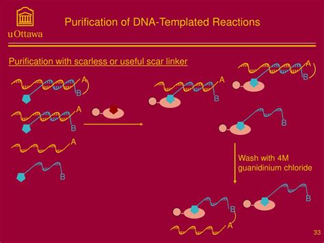 Ppt Dna Templated Synthesis Principles Of Evolution In Organic Chemistry Powerpoint