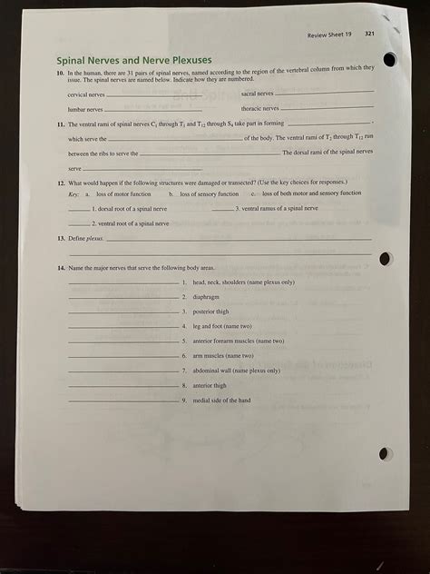 Solved The Spinal Cord And Spinal Nerves Anatomy Of The Chegg Com