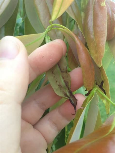 Lychee Tree Problems