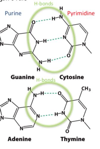 Biochem Lecture 29 Structure Of DNA And RNA Flashcards Quizlet
