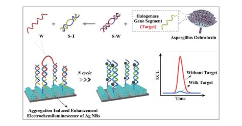 Aggregation Induced Enhancement Electrochemiluminescence Of Ag