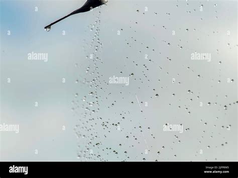Rainwater Drops Falls On A Spiderweb In Sydney Nsw Australia Photo