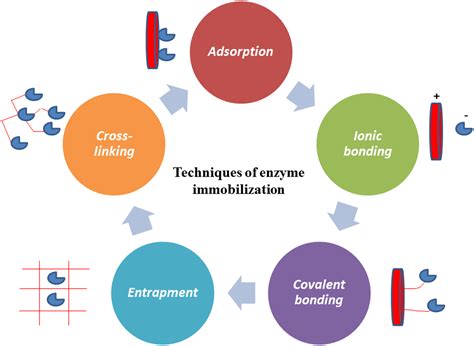 Enzyme The Catalyst