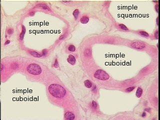 Difference Between Stratified Squamous Epithelium And Simple Squamous Epithelium