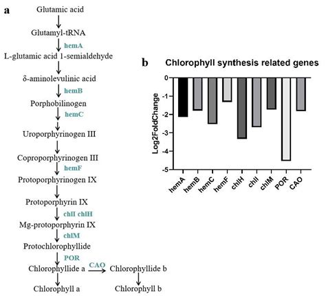 Degs In Chlorophyll Synthetic Pathway A Flowchart Showing