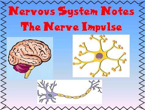 Nervous System Notes The Nerve Impulse Powerpoint Presentation Teaching Resources