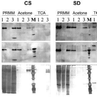 Ef Fi Cient Precipitation Of Proteins From CS And SD Fractions By The Download Scientific