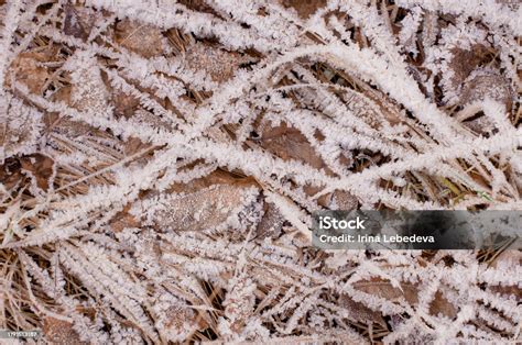 마른 노란 잔디에 냉동 얼음 결정과 12 월 야외에서 추운 겨울 아침 0명에 대한 스톡 사진 및 기타 이미지 0명 12월