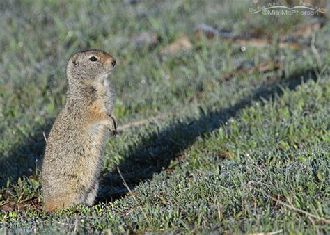Standing Uinta Ground Squirrel And Frost Mia Mcphersons On The Wing