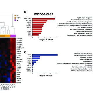 Heatmap Representing Hierarchical Clustering Of The 16 Samples Download Scientific Diagram