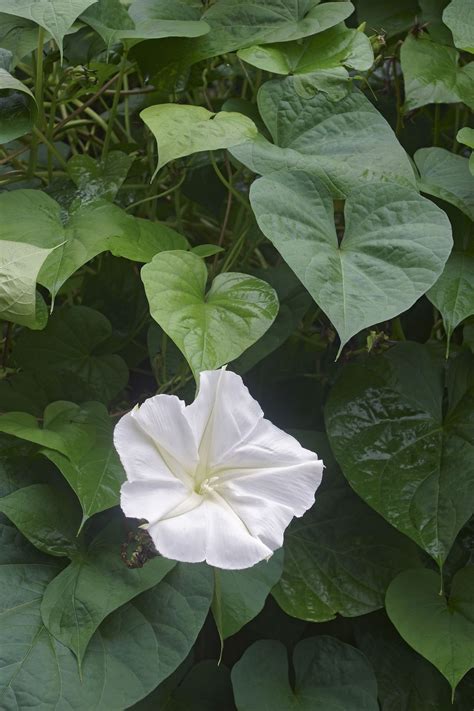 13 Best Flowers That Bloom At Night Moon Garden Plants