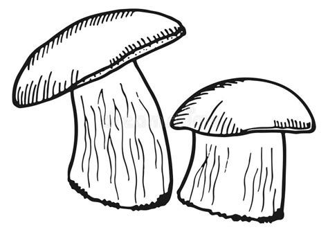 Doodle Porcini Icono Del Hongo Del Bosque Comestible Stock De Ilustración Ilustración De
