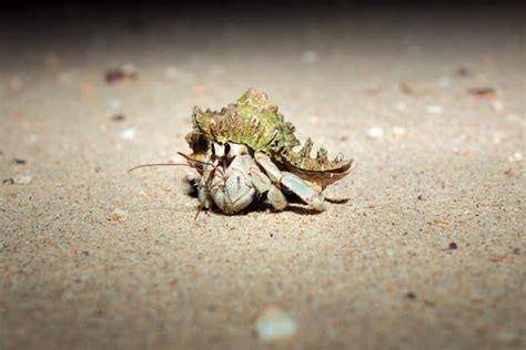 Hermit Crab Hiding In It`s Shell On The Beach Madagascar Stock Image