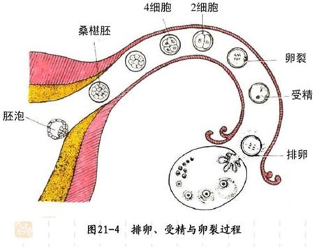 妇女排卵是怎么回事何为排卵期 如何怀孕 糖糕妈妈育儿网