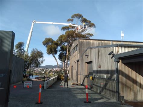 Affordable Tree Removal Hobart Stump Removal Hobart Tree Pruning Hobart Arborist Hobart