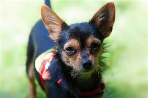 Chorkie Food Calculator Feeding Guide And Chart