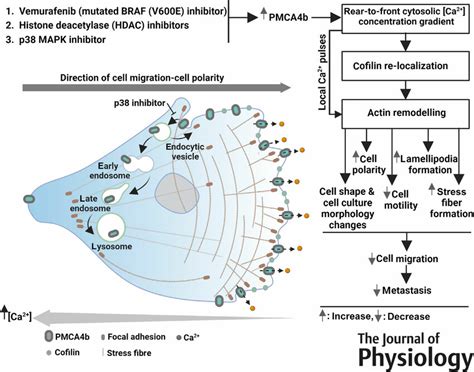 Alterations In Pmca4b Abundance Can Result In Altered Cell Migration