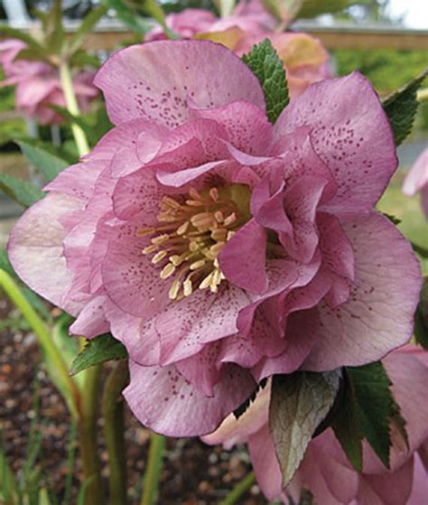 Hellebore Phoebe Large Lenten Rose Pretty Flowers Exotic Flowers