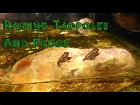 Frog Watch How To Raise Tadpoles And Frogs [2] Youtube