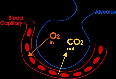The Anatomy Of Alveoli A Visual Guide To Understanding Lung Structure