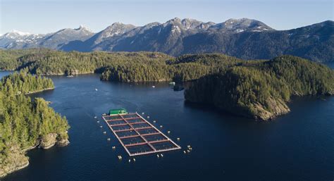 Breaking Down 2021 S Global Farmed Salmon Supply Outlook Undercurrent News