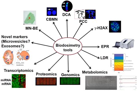 Biodosimetry Techniques To Support A Radiologicalnuclear Response