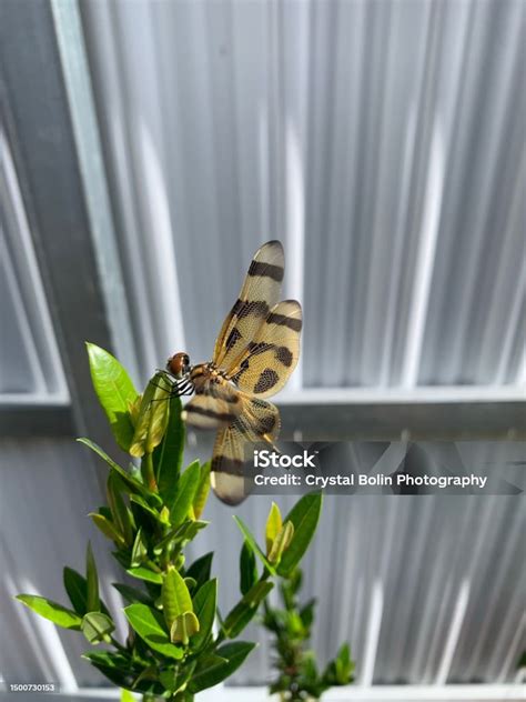 2023년 여름 플로리다 남부 뒤뜰 정원의 무성한 녹색 식물에 있는 검은색 및 금색 줄무늬 잠자리 0명에 대한 스톡 사진 및 기타 이미지 Istock