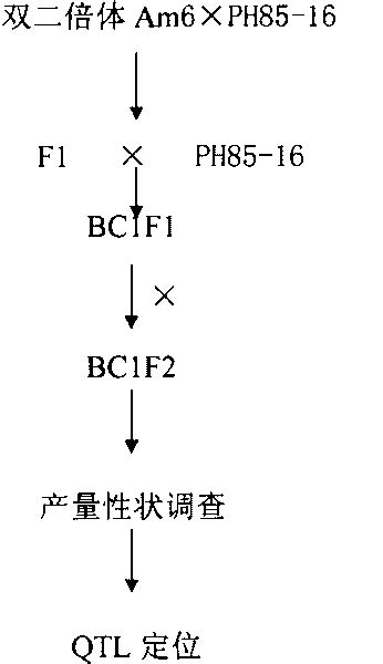 Influence Of Aegilops Tauschii D Group Chromosome On A Plurality Of Wheat Yield Traits Eureka