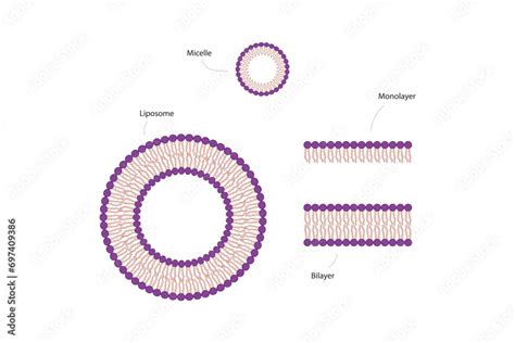 Diagram Showing Phospholipid Structures Liposome Micelle Monolayer