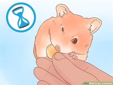 3 Ways To Sex A Hamster WikiHow