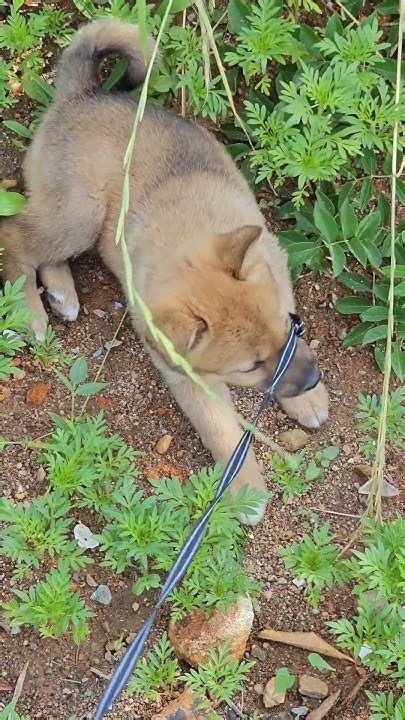 시고르자브종 진도믹스 반려견 산책 Youtube