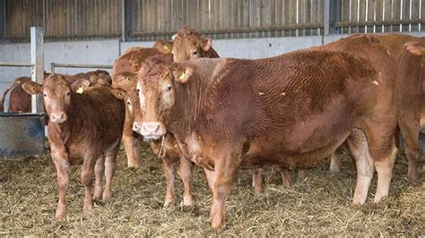 Penyakit Kulit Pada Sapi Scabies Cara Mengobati Gejala Penyebab Hingga Perawatannya