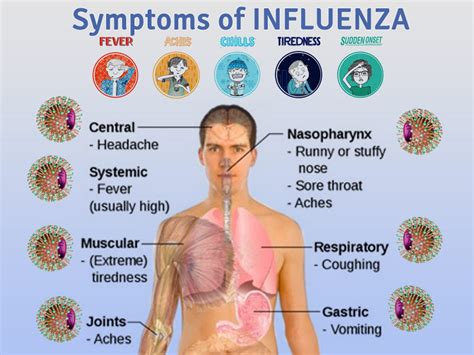 The Flu Symptoms And Causes Stomach Flu Symptoms