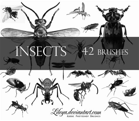 Insects By Lileya On DeviantArt