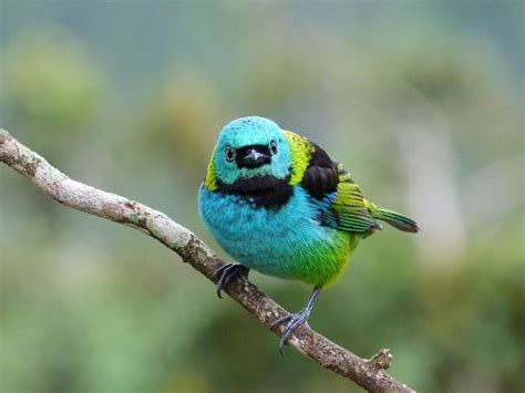 Do Environment And Behaviour Mediate Co Occurrence Of Functional Traits