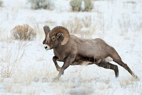 Ram Running