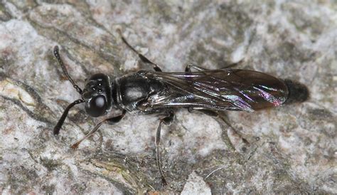 Trypoxylon Clavicerum Male 7z0t9210 Bwars