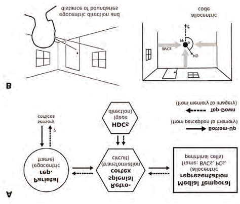 36 Schematic Of The Bicanski And Burgess Approach To Egocentric To