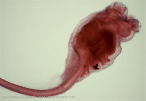 Tunicate Larva 100x A Photo On Flickriver