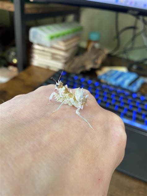 Is It Too Early To Sex My Spiny Mantis First Time Owner R Mantids