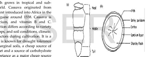 Morphology Of The Cassava Tuber A General Morphology And B