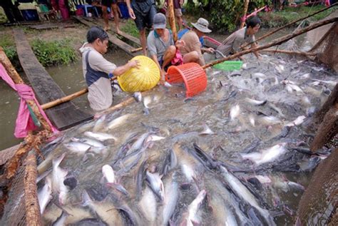 Xuất khẩu cá tra ngóng thị trường EU khi thuế về