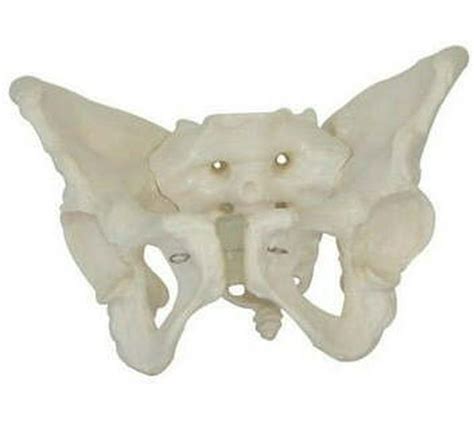 Mle Human Male Pelvis Skeleton Model Science Project Kit Multicolour