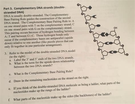 Solved Complimentary Dna Strands Part 3 A B C D E F