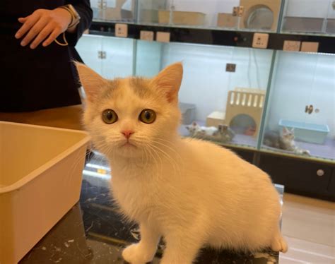 천안고양이분양 브리티쉬숏헤어분양후기 ♥ 분양후기